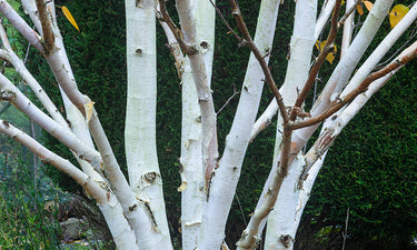 Multi Stem White Bark Himalayan Birch Trees | Ornamental Trees