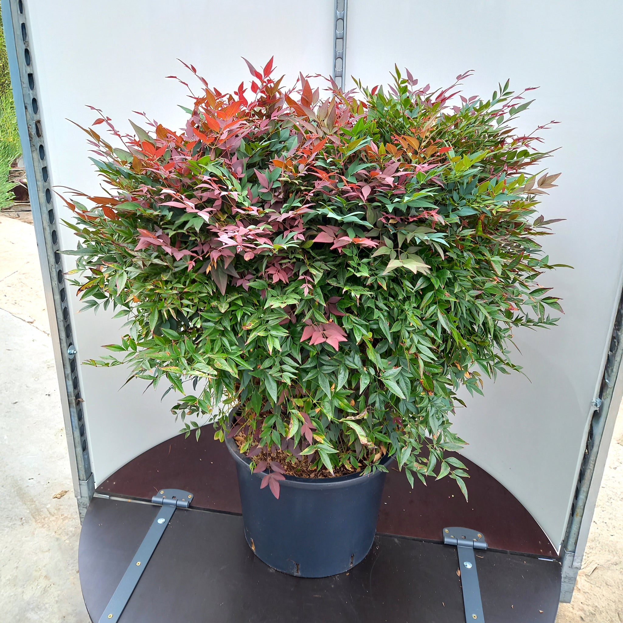 Nandina domestica Obsessed | Heavenly Bamboo – Ornamental Trees