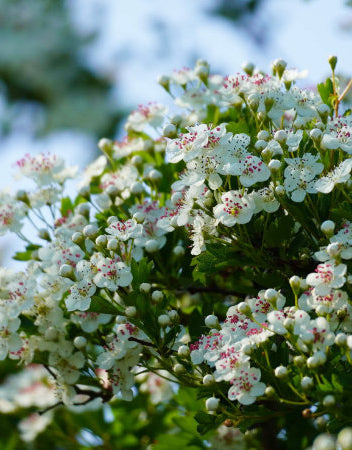 Native Trees For British Gardens | Ornamental Trees