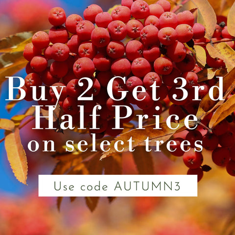 Remembrance, Memorial & Sympathy Trees | Ornamental Trees