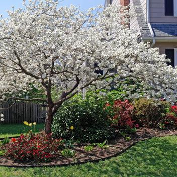 Buy True Multi Stem Trees | Ornamental Trees