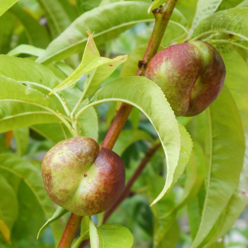 Mesembrine Nectarine Tree | Self Fertile Flat Nectarine | Ornamental Trees
