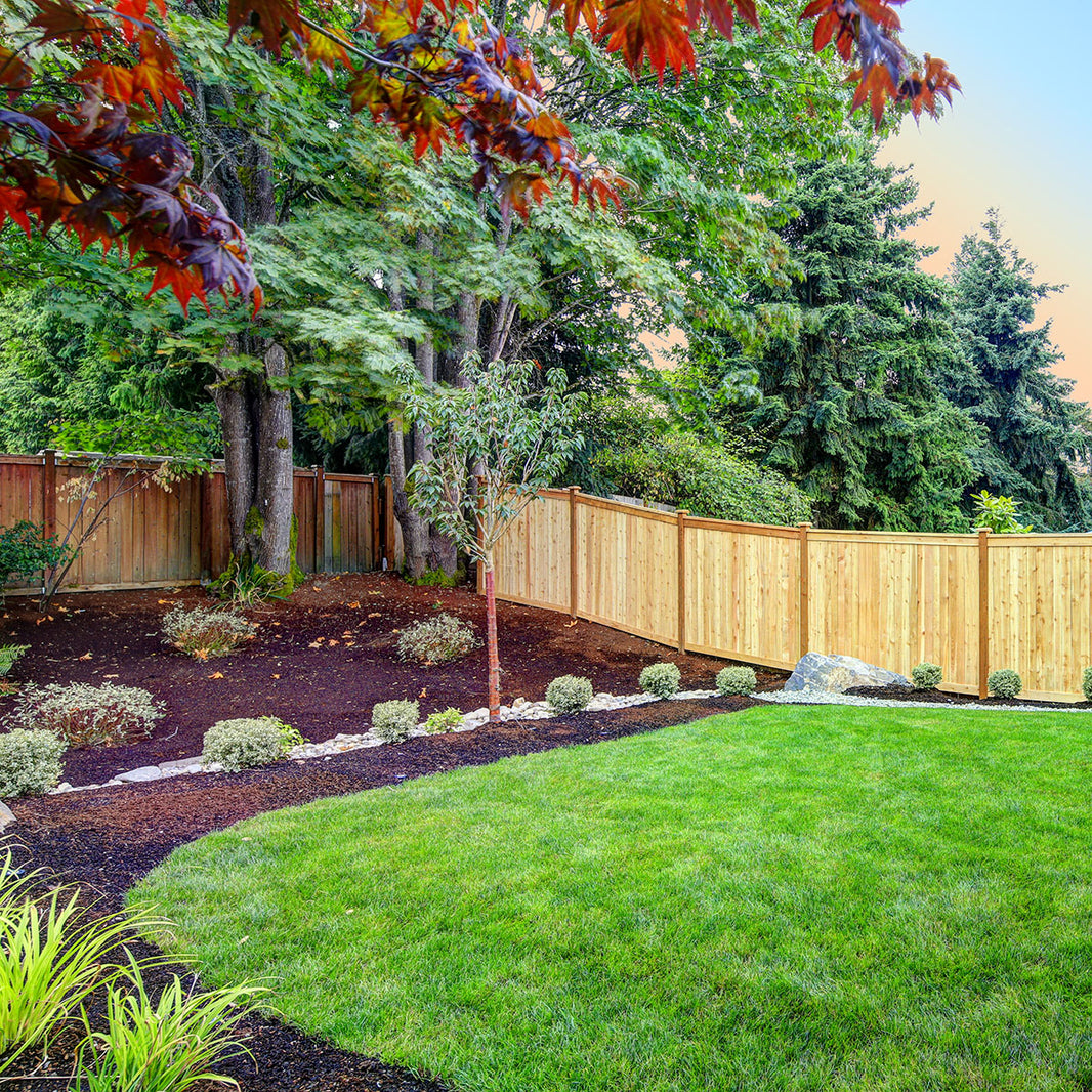 Popular Garden Trees Available Online | Ornamental Trees