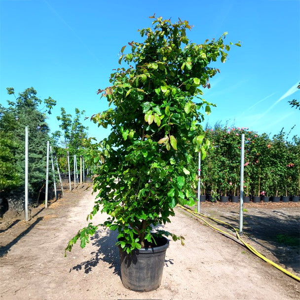 Parrotia persica | Buy Persian Ironwood Trees – Ornamental Trees