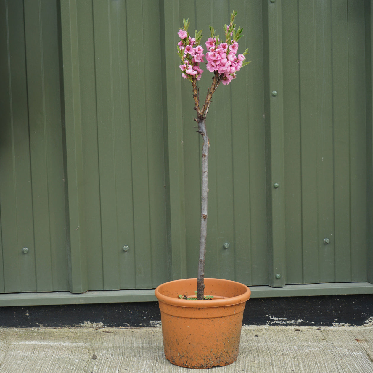Garden Lady Dwarf Peach Tree | Prunus persica | Ornamental Trees