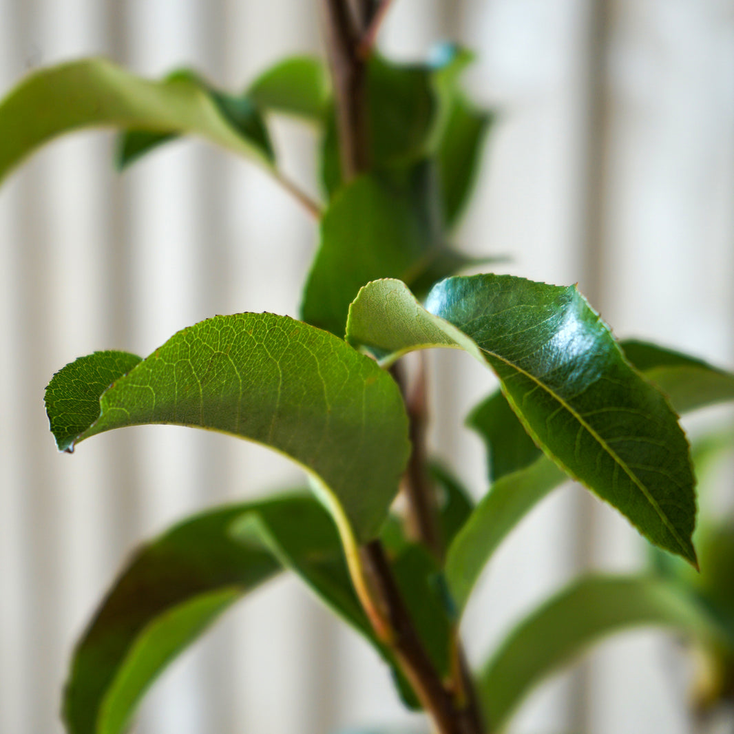 Pear Trees For Sale | Dwarf, Vigorous & Trained | Ornamental Trees