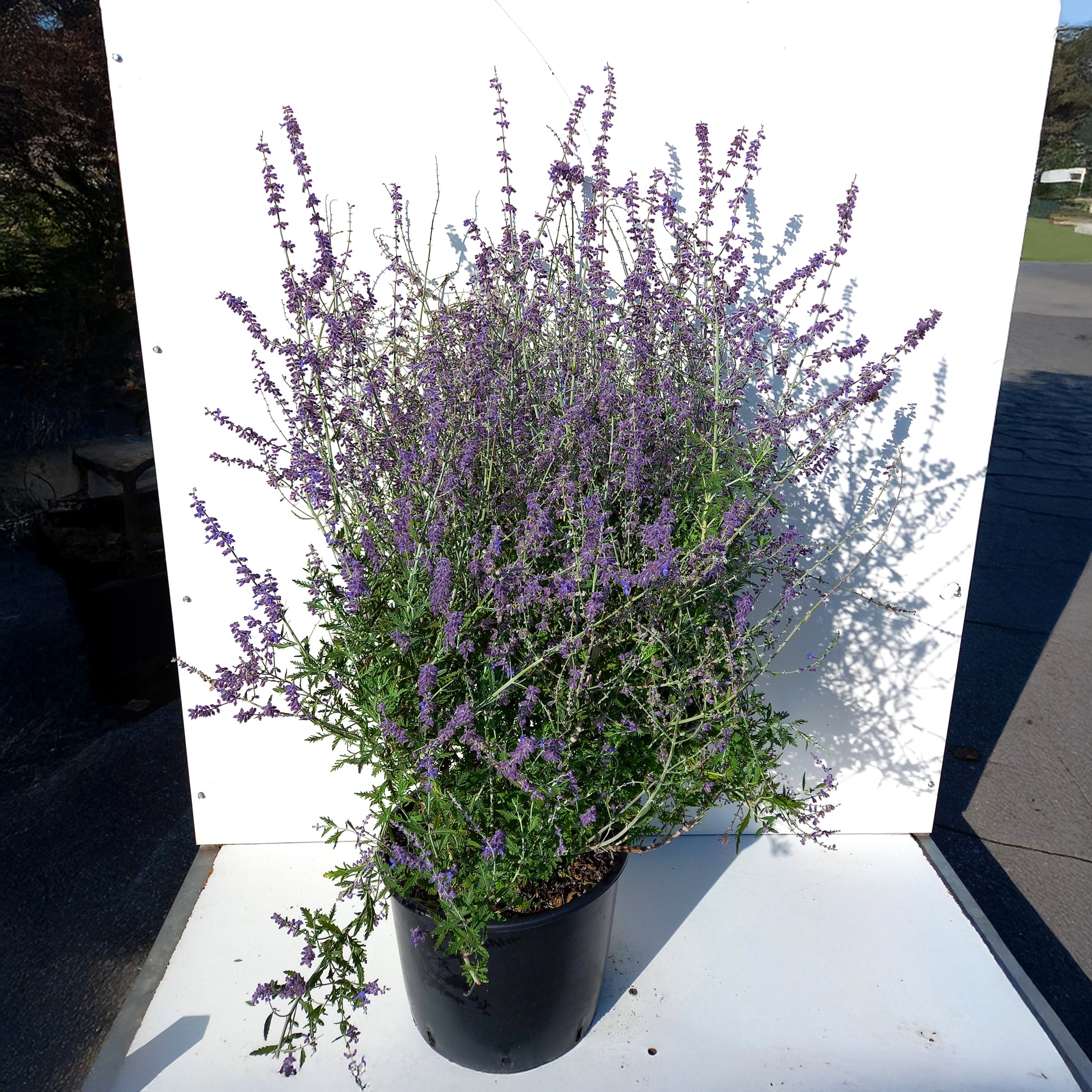 Perovskia Blue Spire | Flowering Russian Sage Shrub | Ornamental Trees