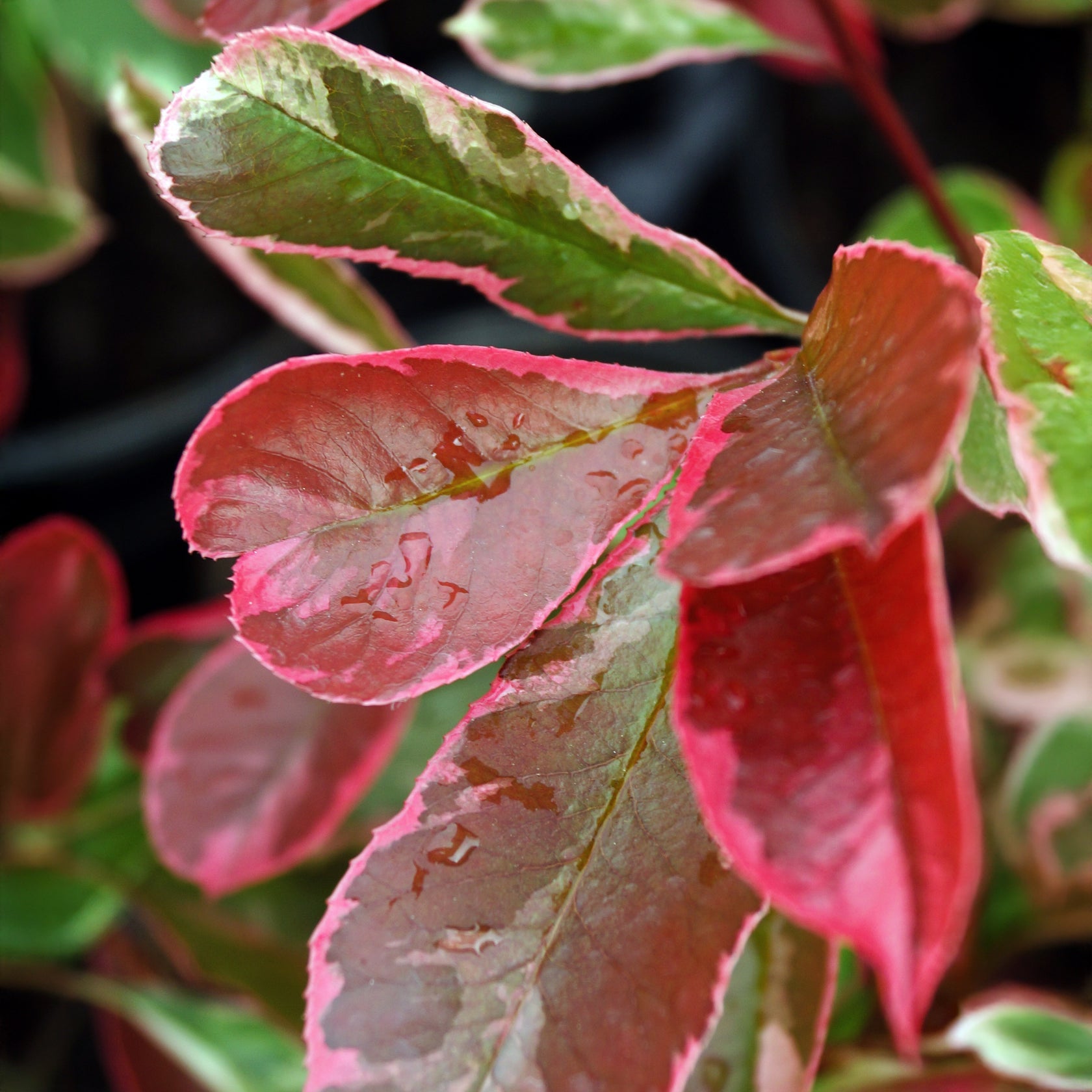 Photinia fraseri Pink Marble or Cassini | Ornamental Trees