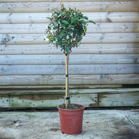 Photinia fraseri Red Robin Tree | Lollipop & Mature | Ornamental Trees