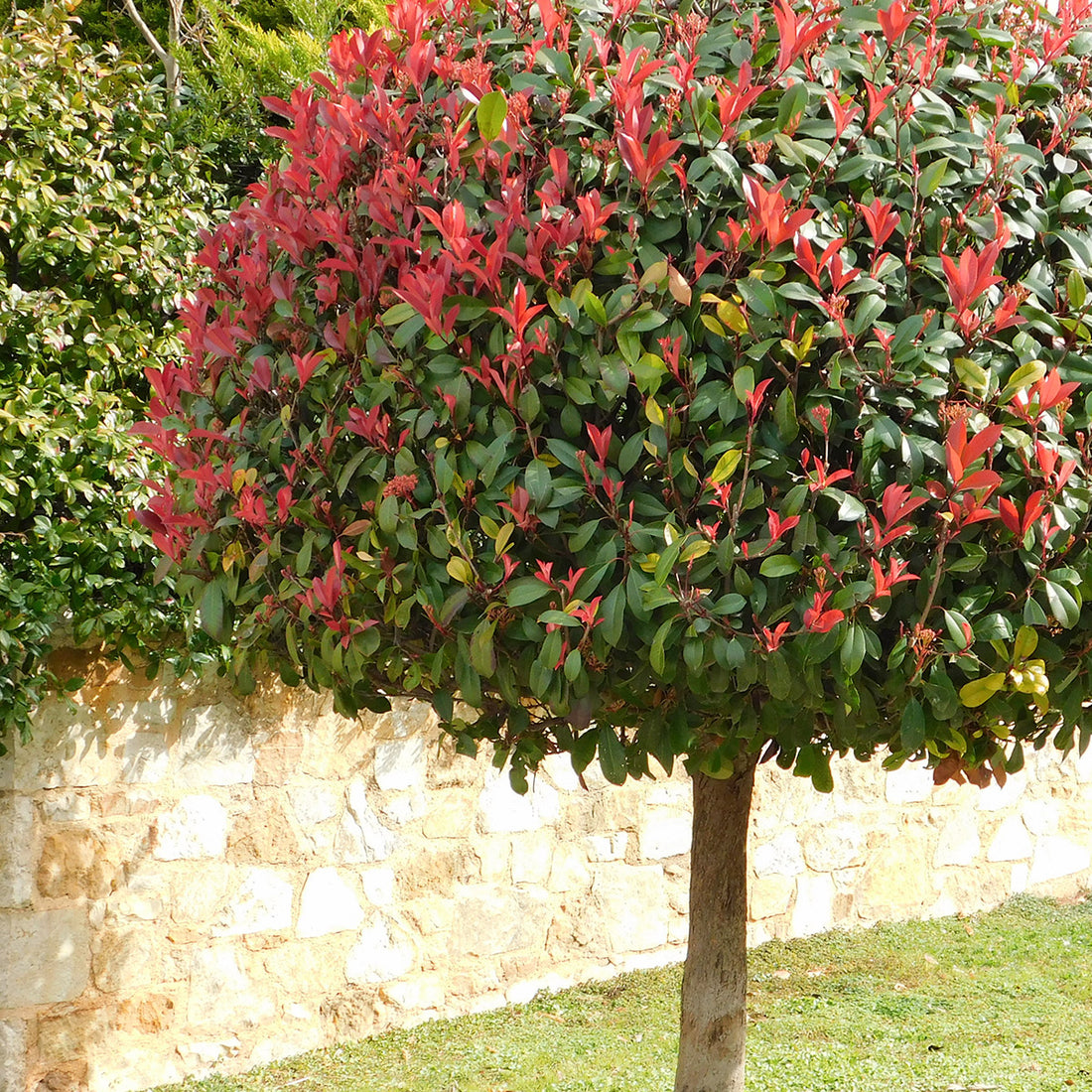 Photinia fraseri Red Robin Tree | Lollipop & Mature | Ornamental Trees