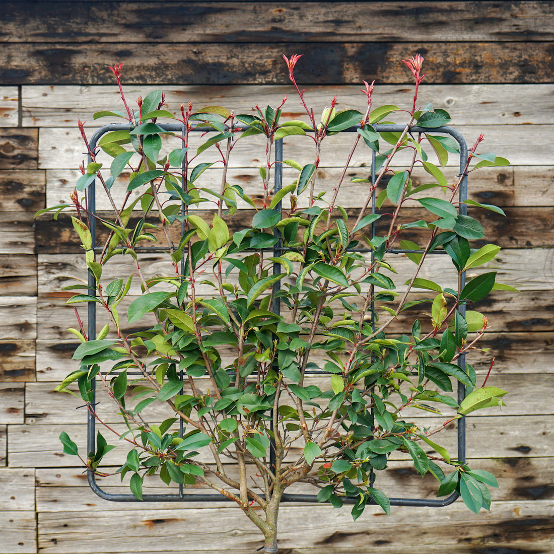 Pleached Photinia fraseri Red Robin Evergreen | Ornamental Trees