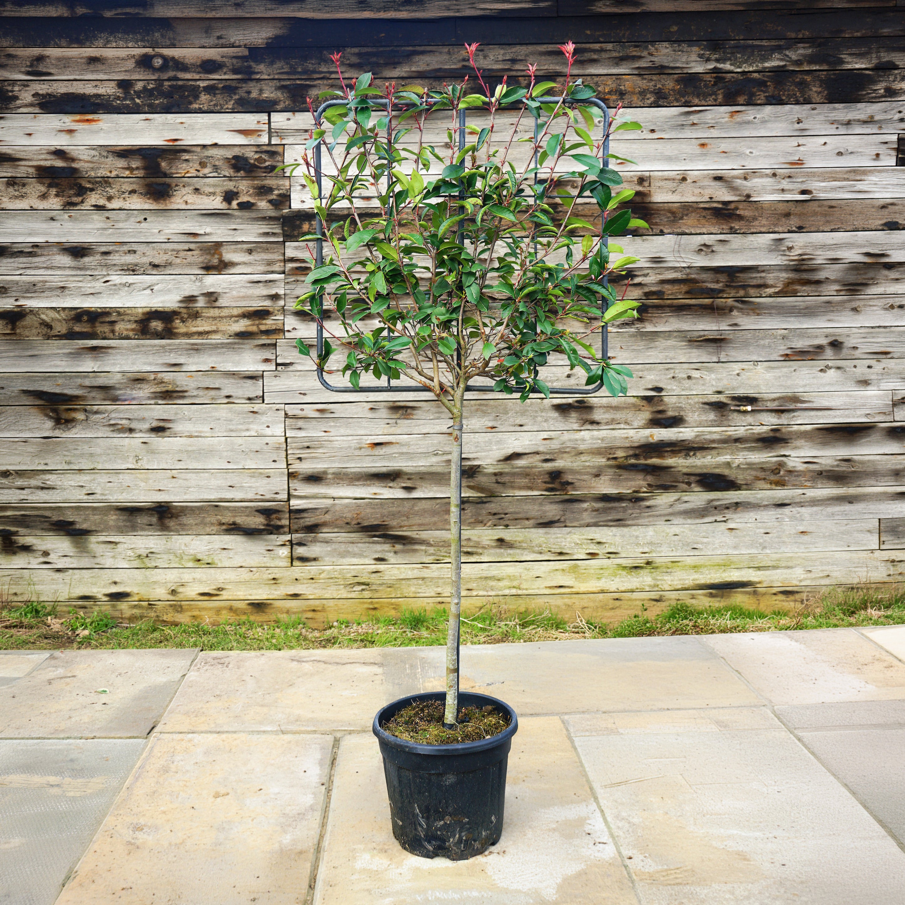 Pleached Photinia fraseri Red Robin Evergreen | Ornamental Trees