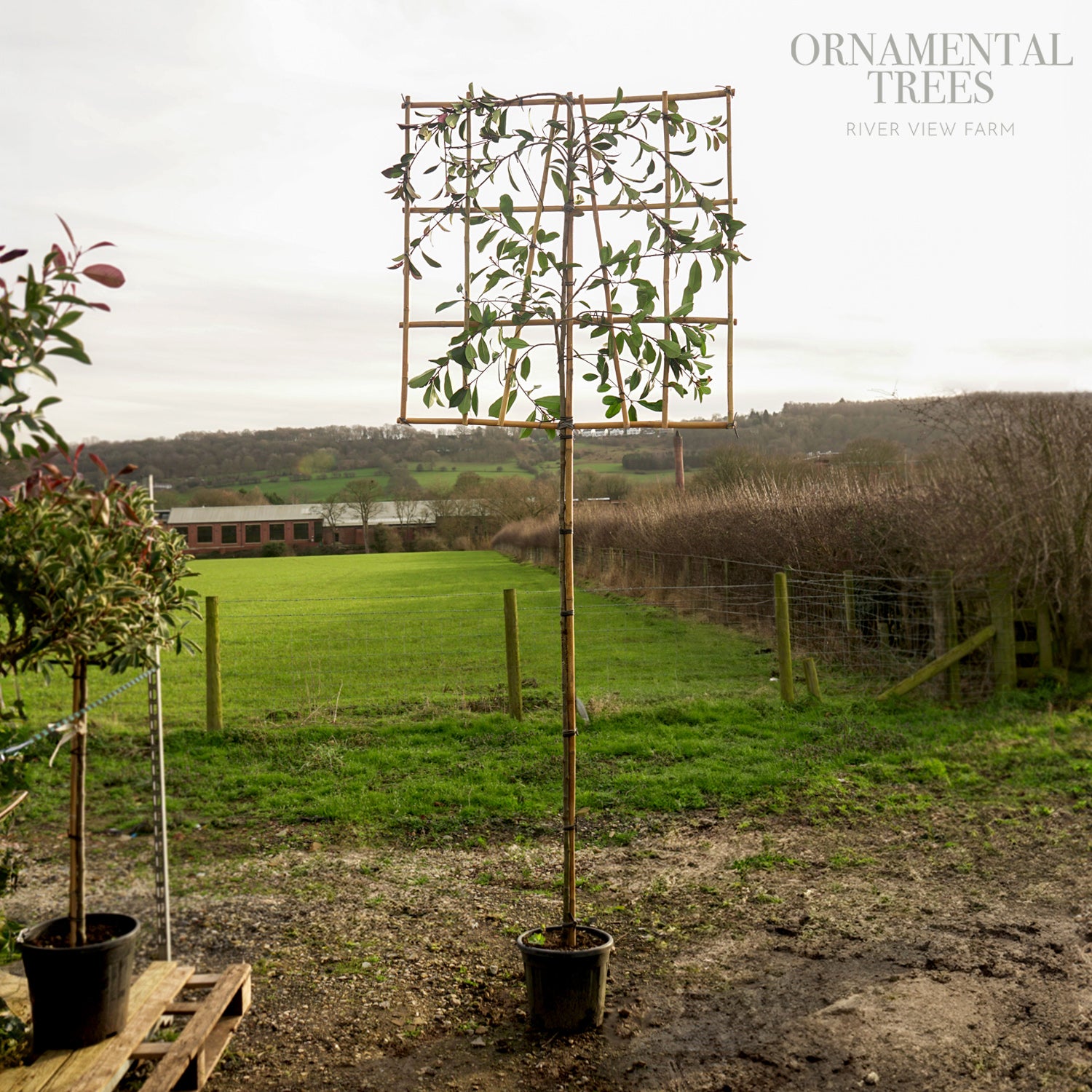 Pleached Photinia fraseri Red Robin Evergreen | Ornamental Trees