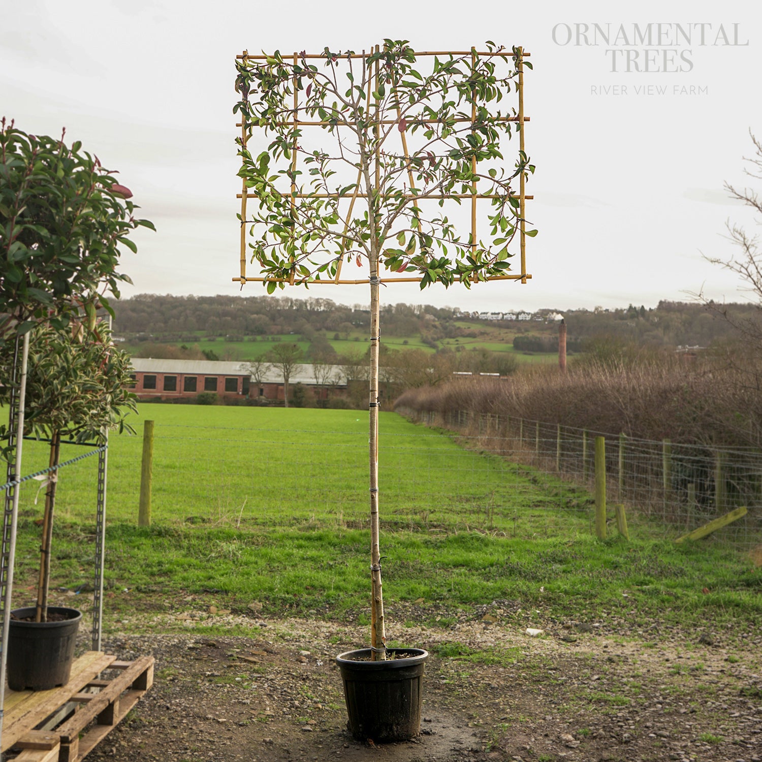 Pleached Photinia fraseri Red Robin Evergreen | Ornamental Trees