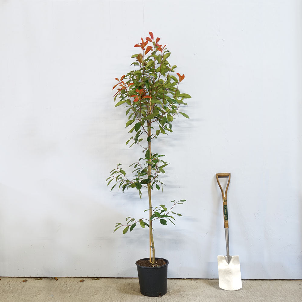 Photinia fraseri Red Robin Tree | Lollipop & Mature | Ornamental Trees