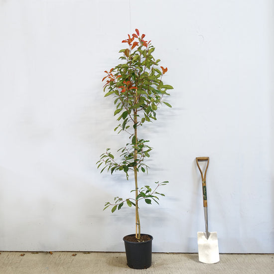 Photinia fraseri Red Robin Tree | Lollipop & Mature | Ornamental Trees