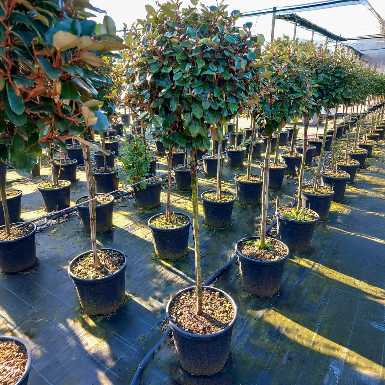 Photinia fraseri Red Robin Tree | Lollipop & Mature | Ornamental Trees
