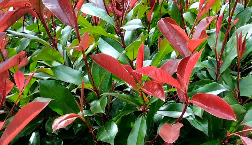 Photinia Trees For Sale | Ornamental Trees