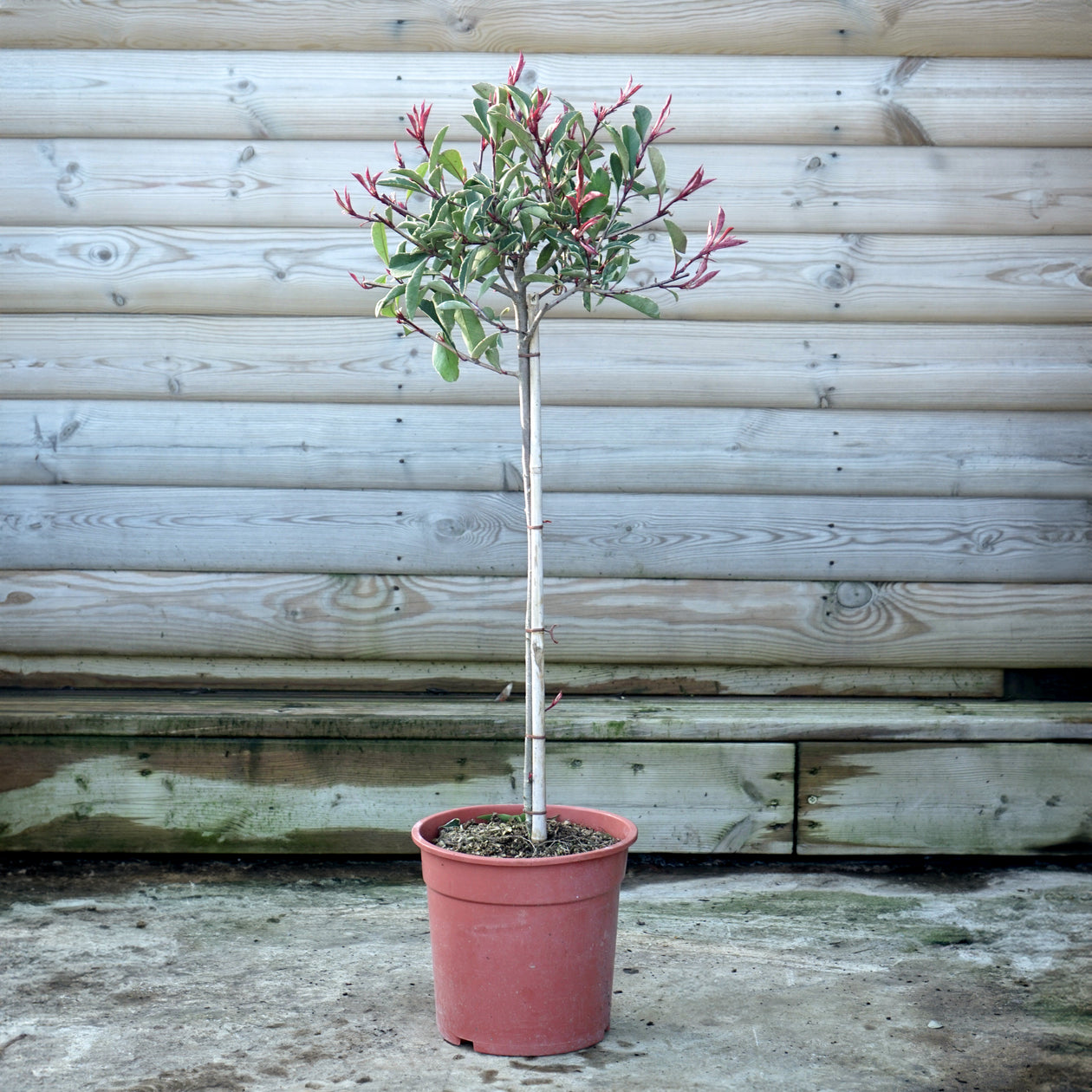Photinia fraseri Pink Marble or Cassini | Ornamental Trees