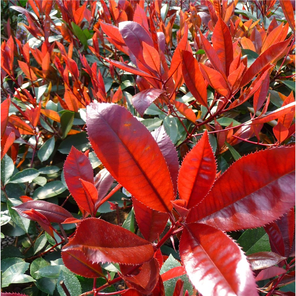 Photinia fraseri Red Robin Tree | Lollipop & Mature | Ornamental Trees