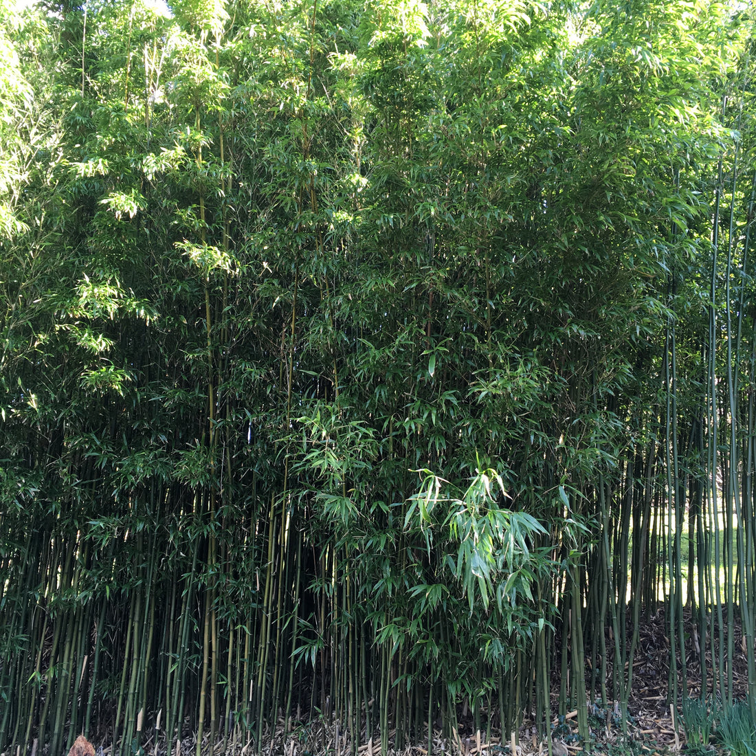 Phyllostachys aurea | Buy Golden Bamboo Plants – Ornamental Trees
