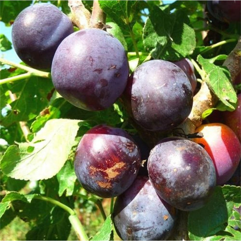 Lapins Cherokee Cherry Tree | Dark Red Cherries | Ornamental Trees