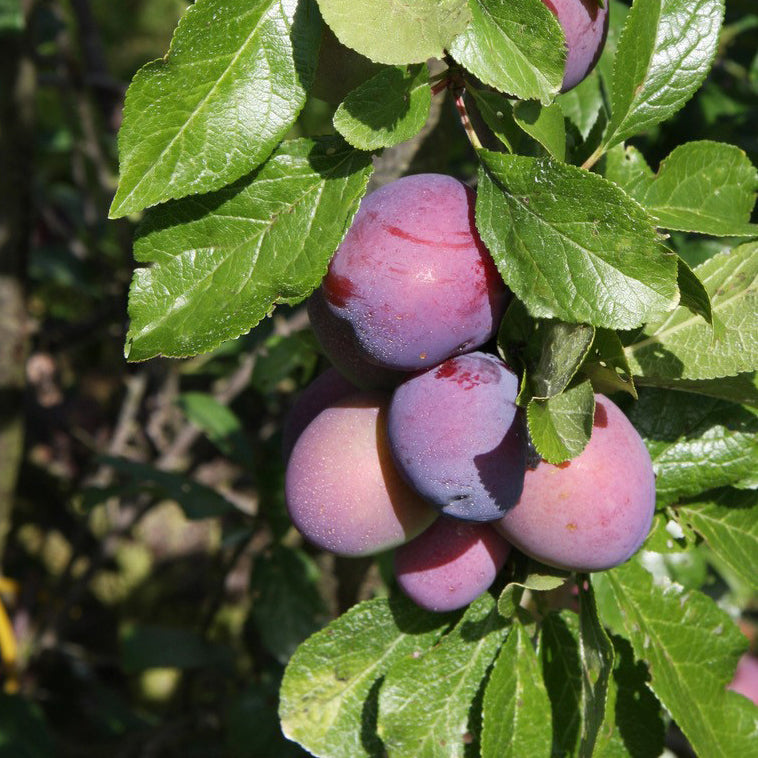 Clearance Plum & Gage Trees | Ornamental Trees