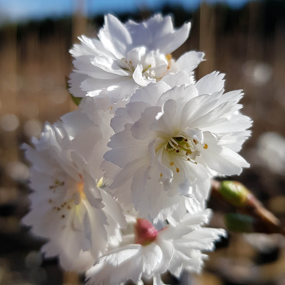 Prunus Kobuku-zakura | Powder Puff Cherry Blossom | Ornamental Trees