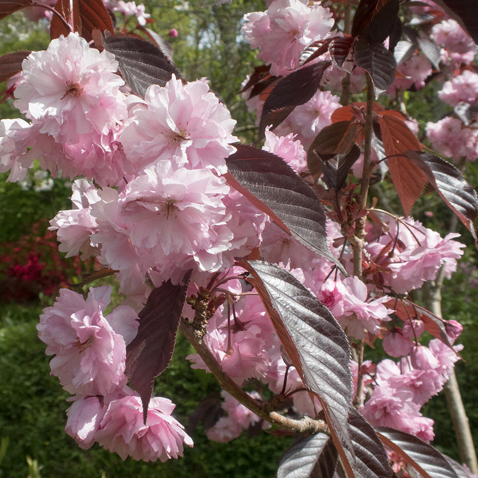 Small & Dwarf Flowering Cherry Blossom Trees | Ornamental Trees