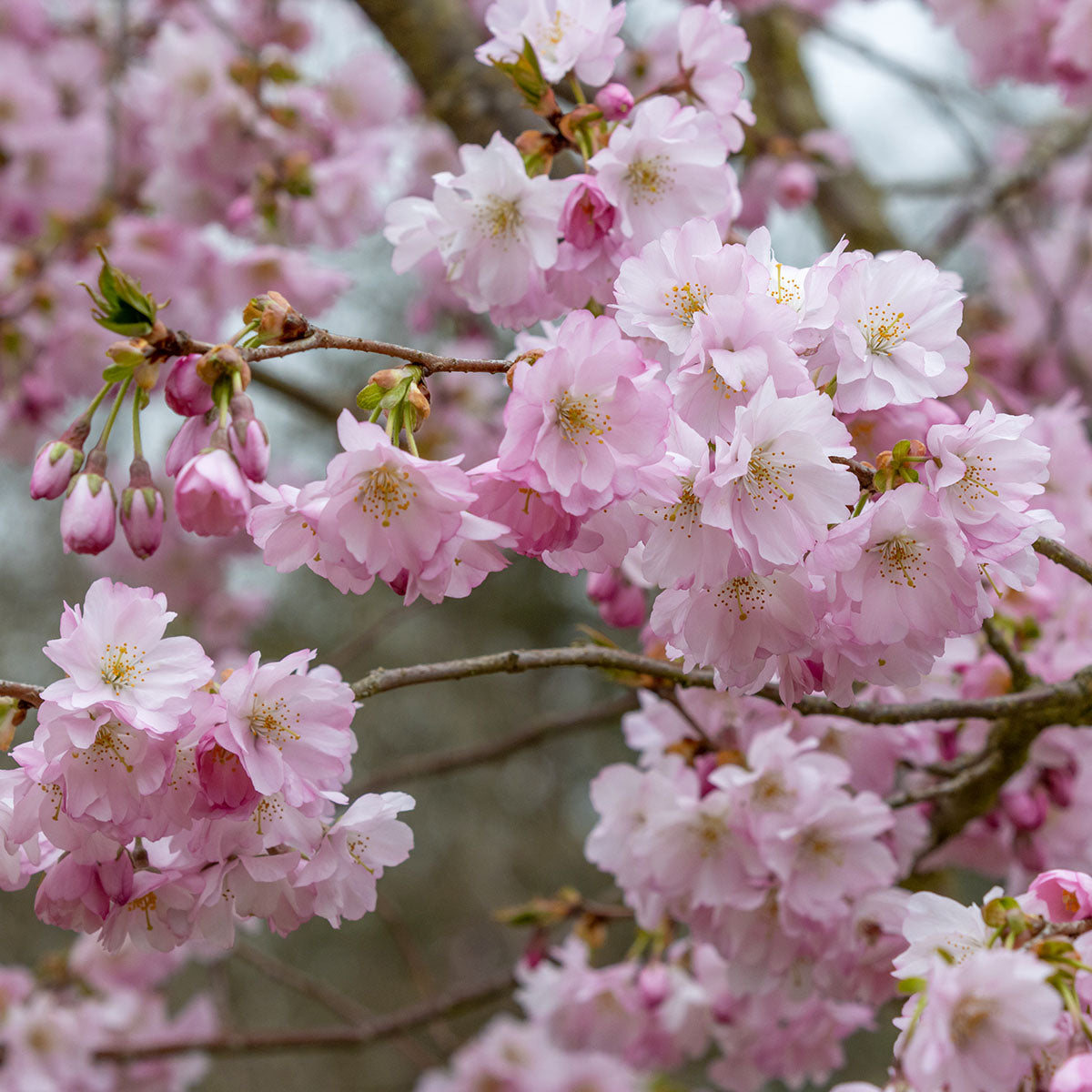 Prunus Accolade | Pink Flowering Cherry Blossom Tree | Ornamental Trees