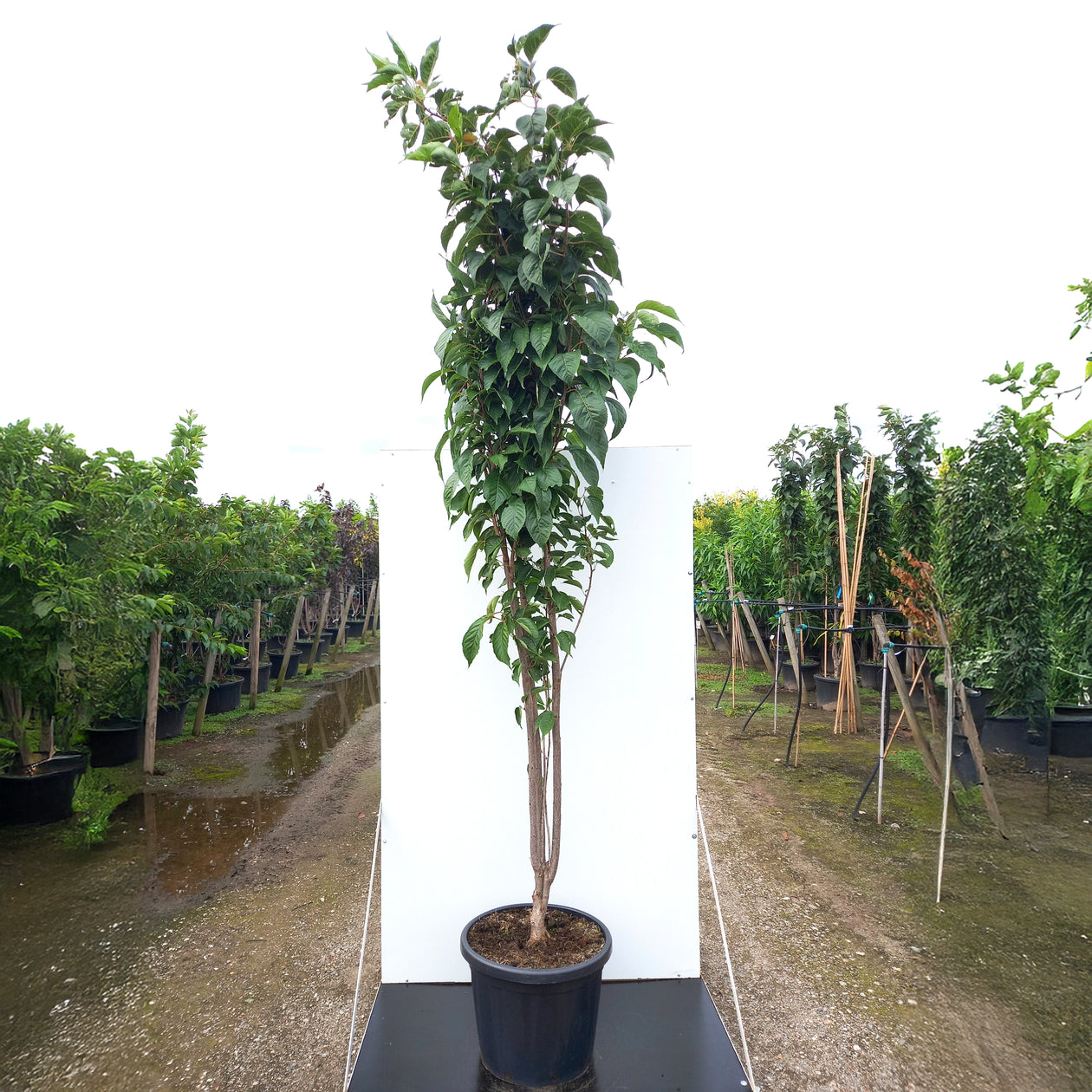 Prunus Amanogawa | Buy Upright Flagpole Cherry Tree | Ornamental Trees