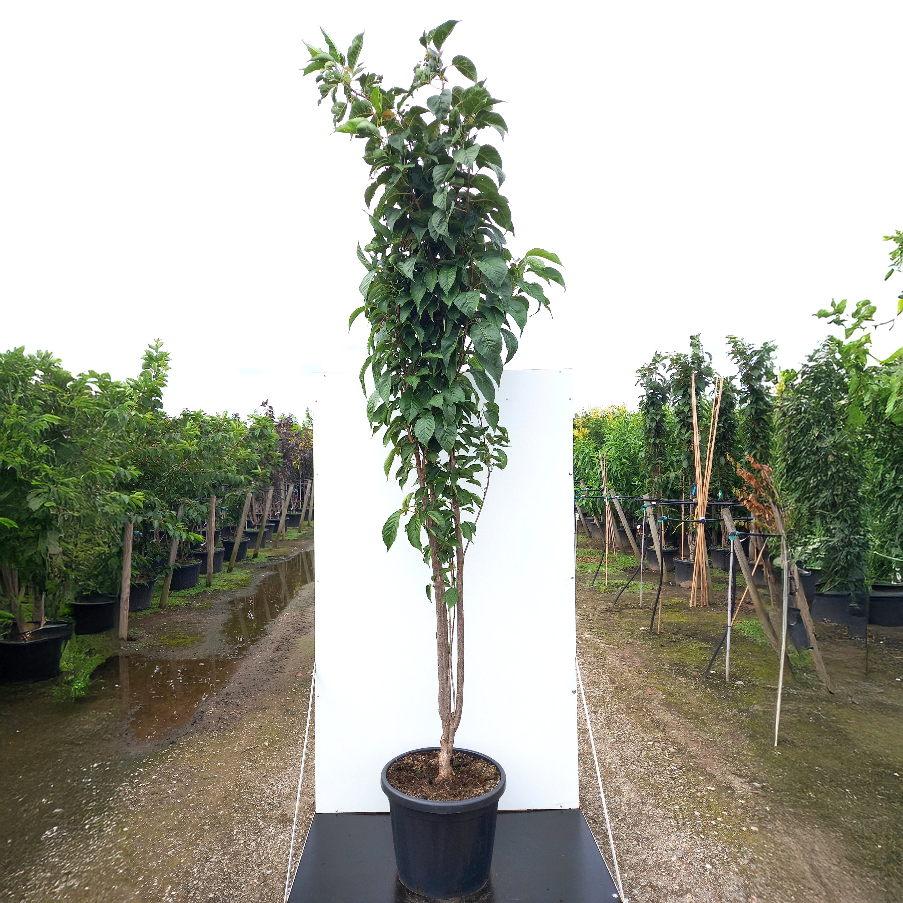 Prunus Amanogawa | Buy Upright Flagpole Cherry Tree | Ornamental Trees