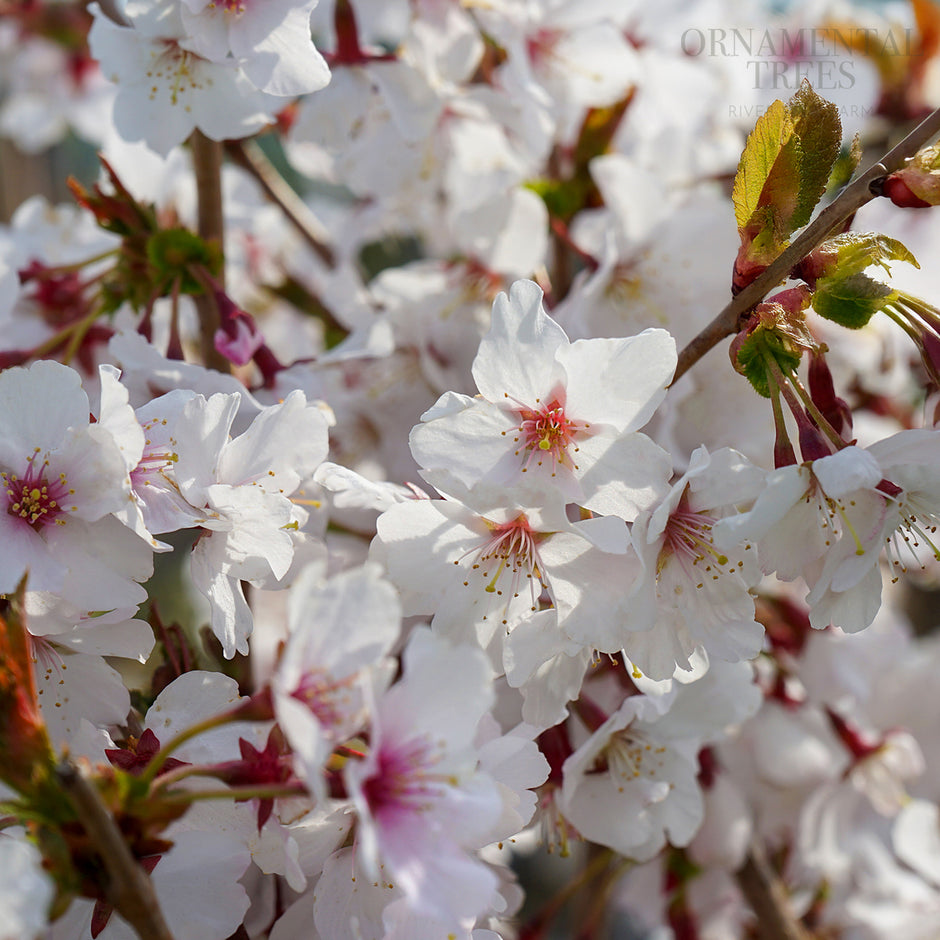 Hoheria Snow White | Evergreen Lacebark Tree | Ornamental Trees