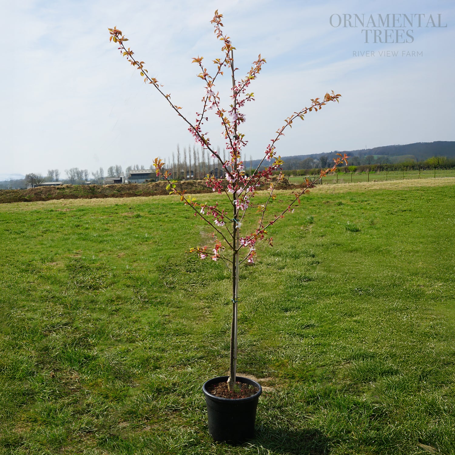 Prunus x incam Dream Catcher Pink Flowering Cherry | Ornamental Trees