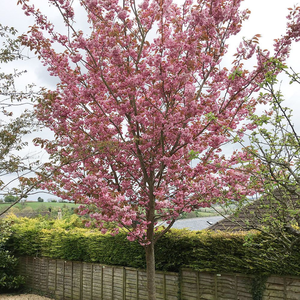 Prunus Kanzan | Buy Japanese Cherry Blossom Trees | Ornamental Trees