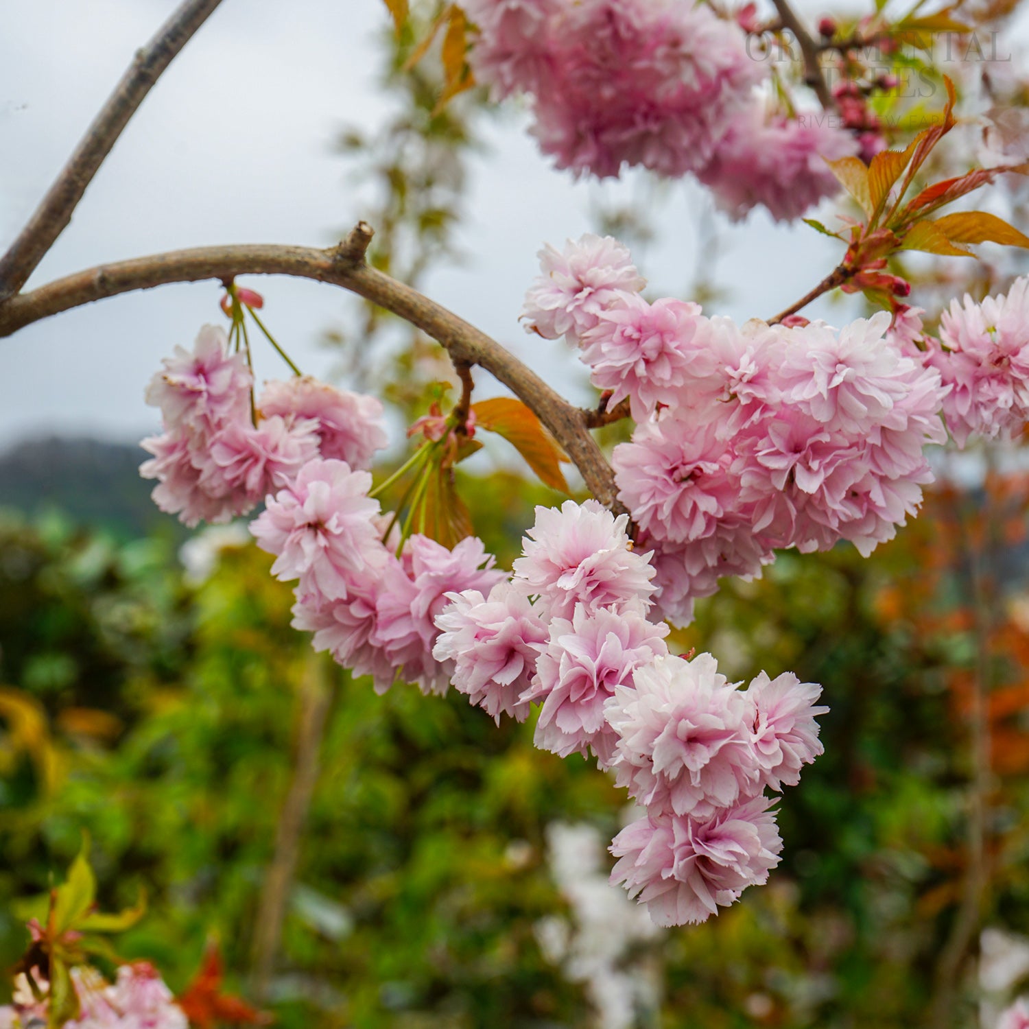 Flowering Cherry Blossom Trees Prunus Ornamental Trees