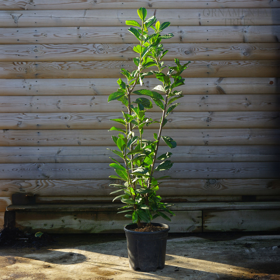 Prunus laurocerasus Novita Evergreen Cherry Laurel | Ornamental Trees