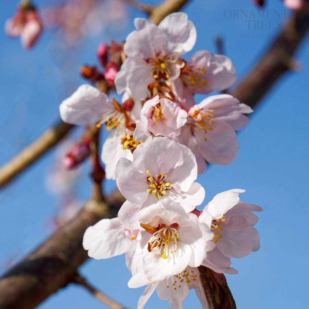 Prunus Marie Mallet | Early Weeping Cherry Blossom | Ornamental Trees