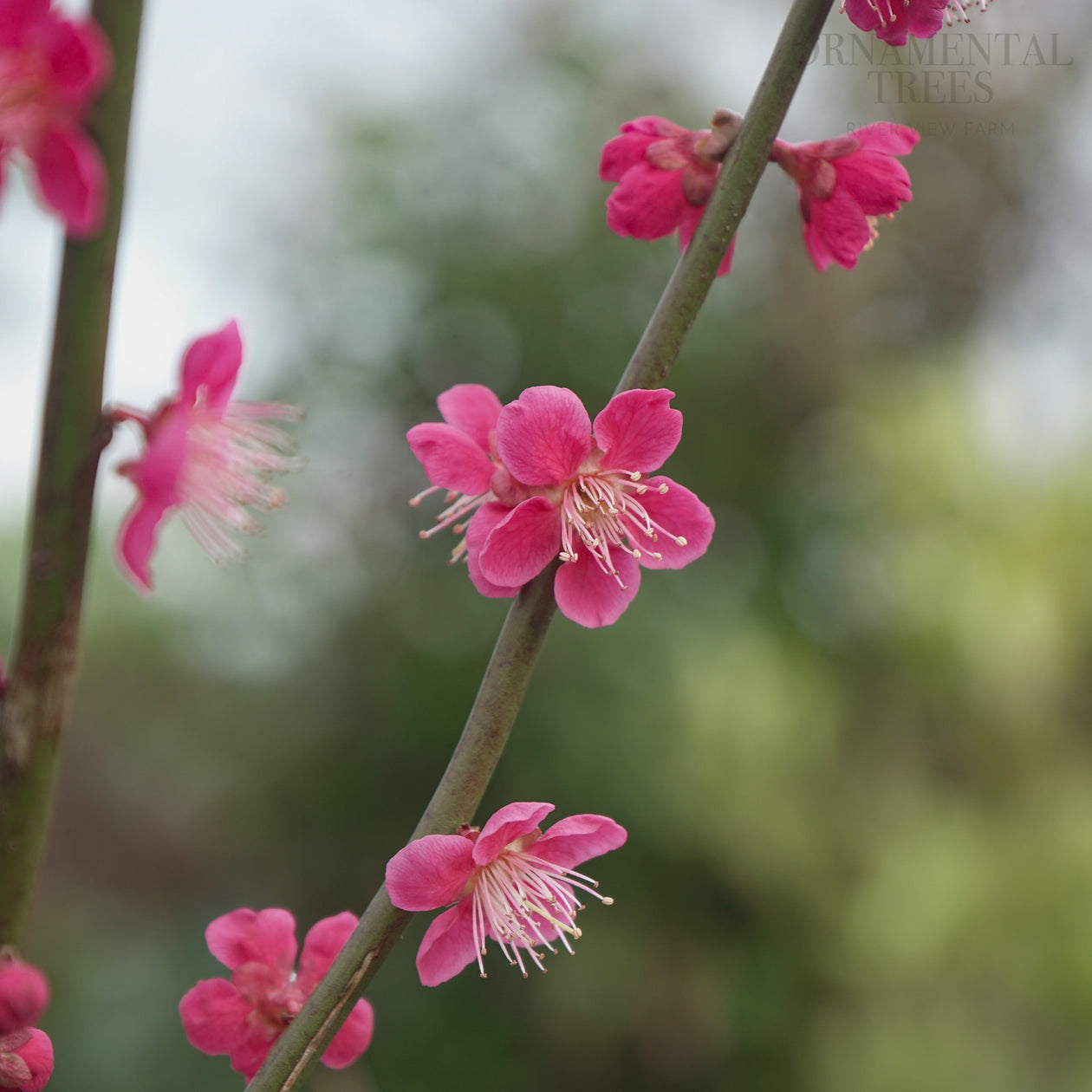 Prunus mume Beni-chidori | Pink Flowering Apricot | Ornamental Trees