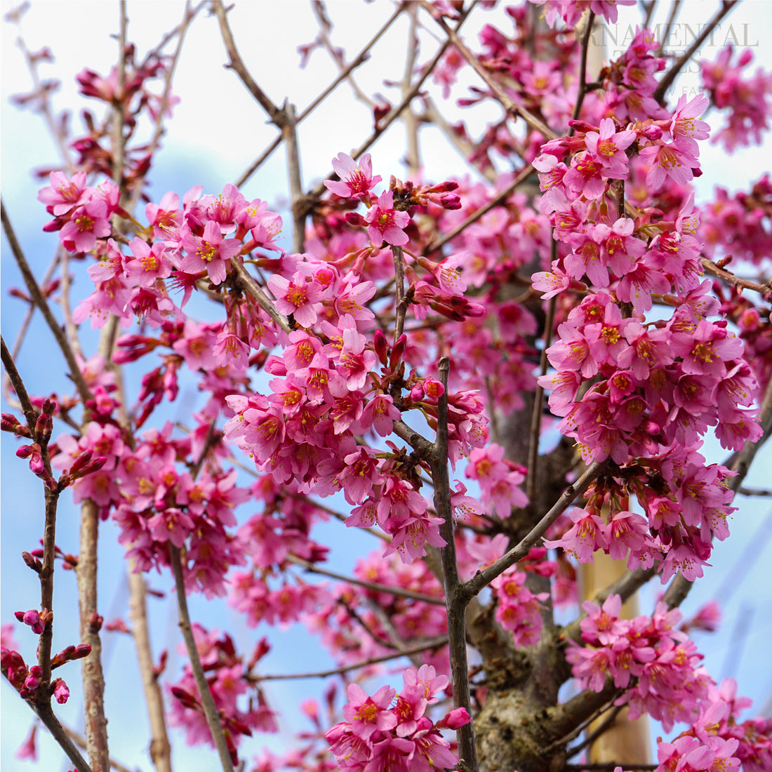Prunus Okame | Small Pink Cherry Blossom Tree | Ornamental Trees
