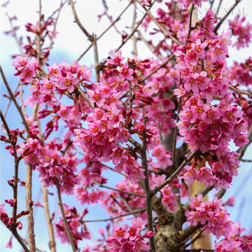 Prunus First Blush | Upright Pink Cherry Blossom Tree | Ornamental Trees