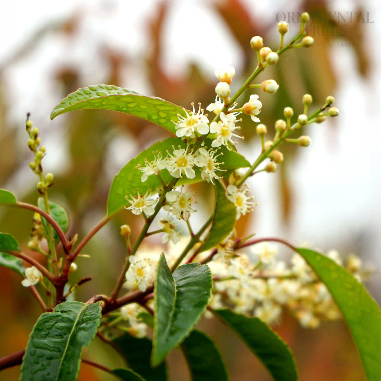 Prunus lusitanica Angustifolia | Portuguese Laurel – Ornamental Trees