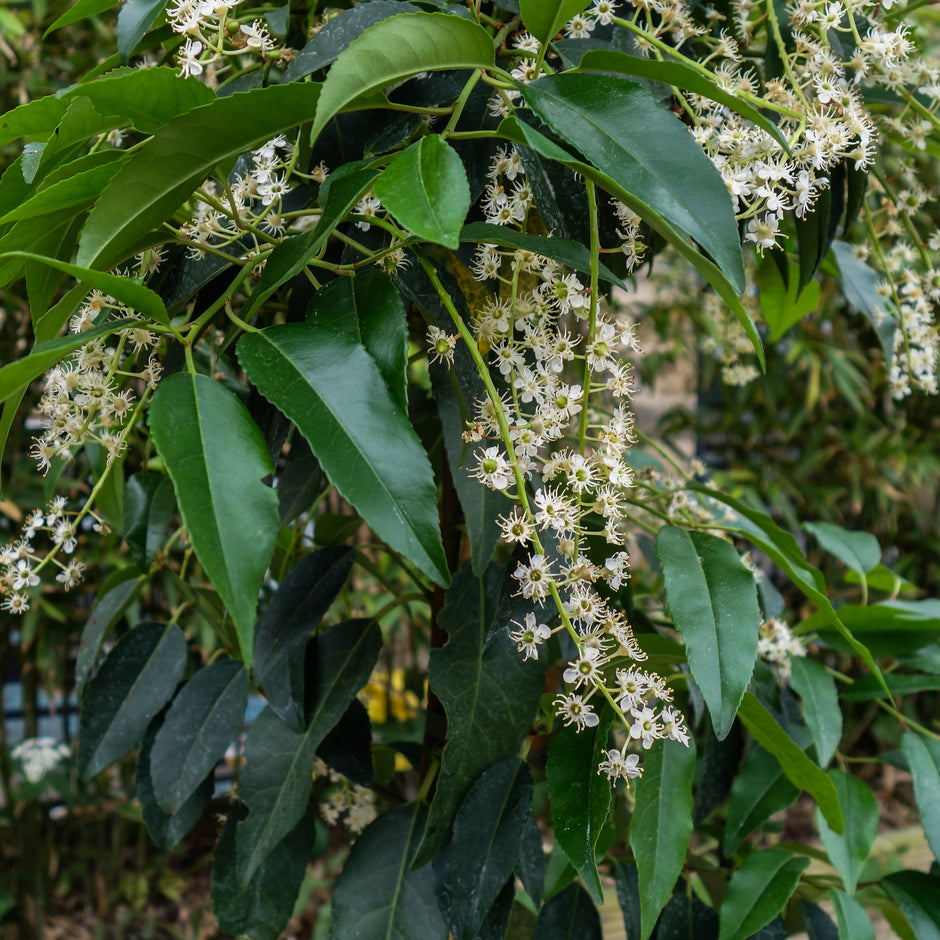 Ligustrum Japonicum | Japanese Privet | Ornamental Trees