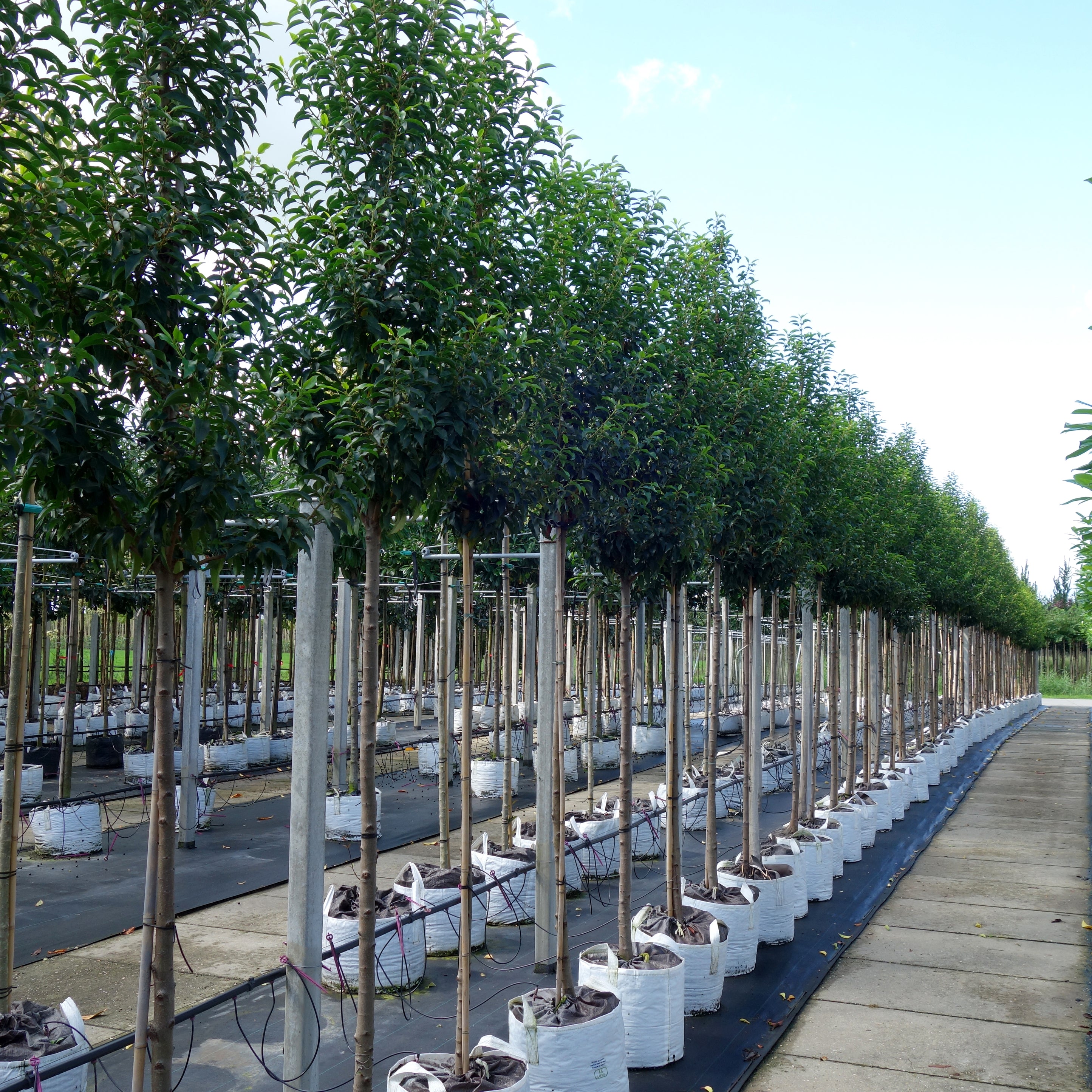 Prunus lusitanica | Portuguese Laurel | Ornamental Trees