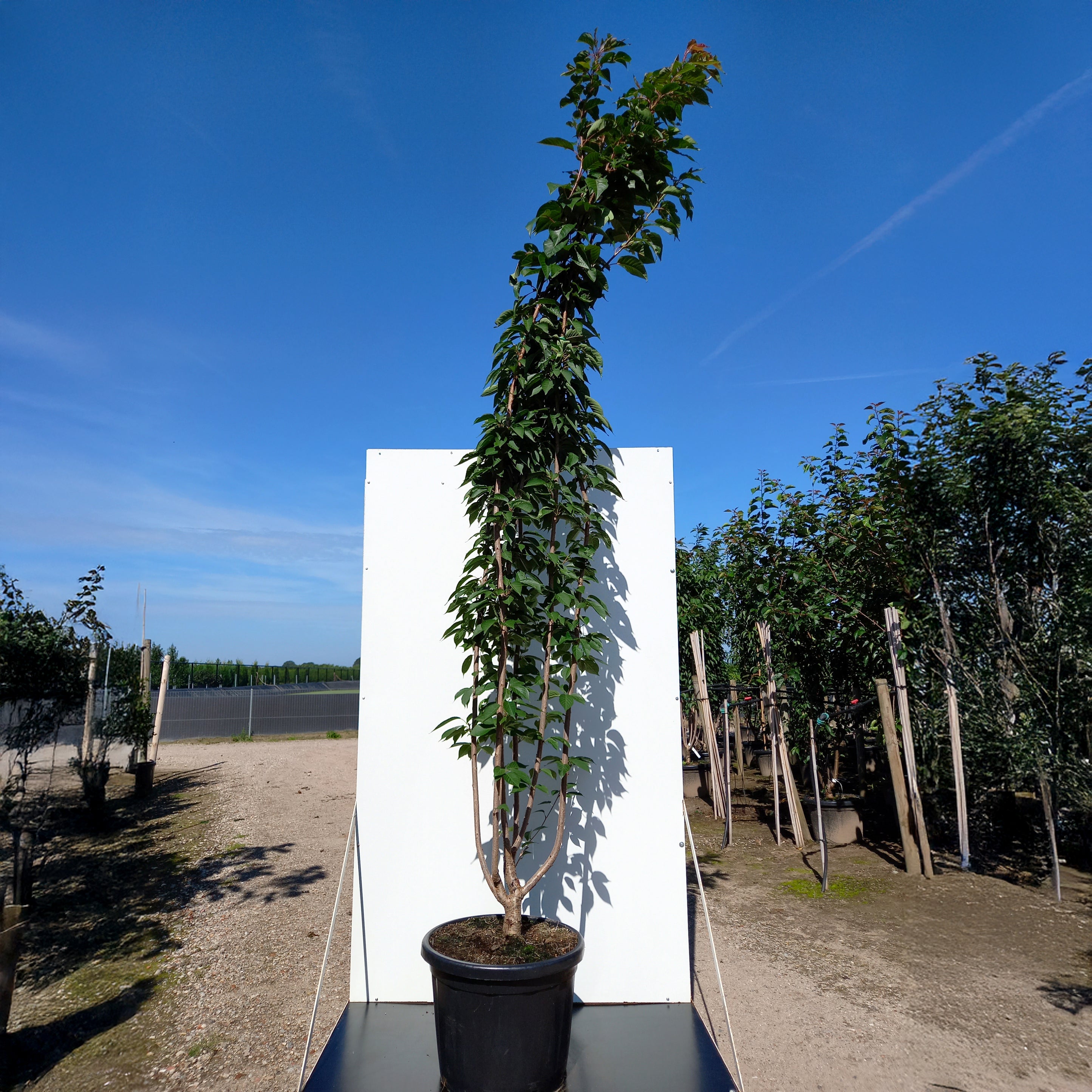 Prunus Kanzan | Buy Japanese Cherry Blossom Trees | Ornamental Trees