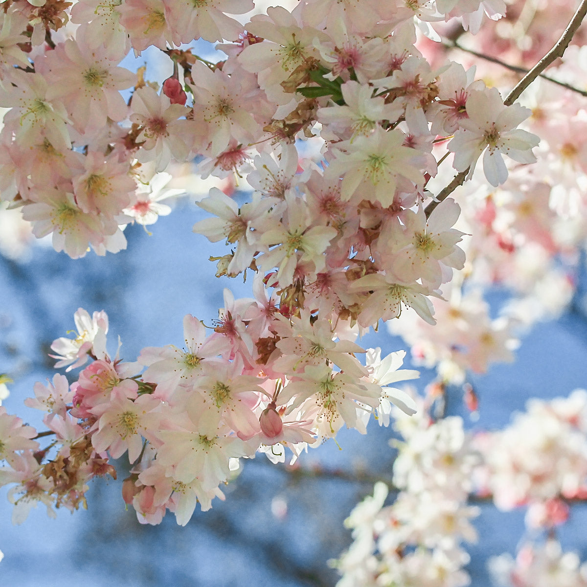 Flowering Cherry Blossom Trees | Prunus | Ornamental Trees