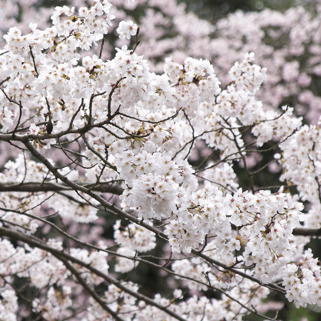 Prunus avium Plena Double Gean Cherry Blossom Tree | Ornamental Trees