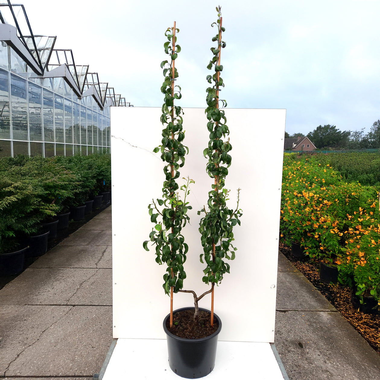 Conference Pear Tree | Pyrus communis Conference | Ornamental Trees