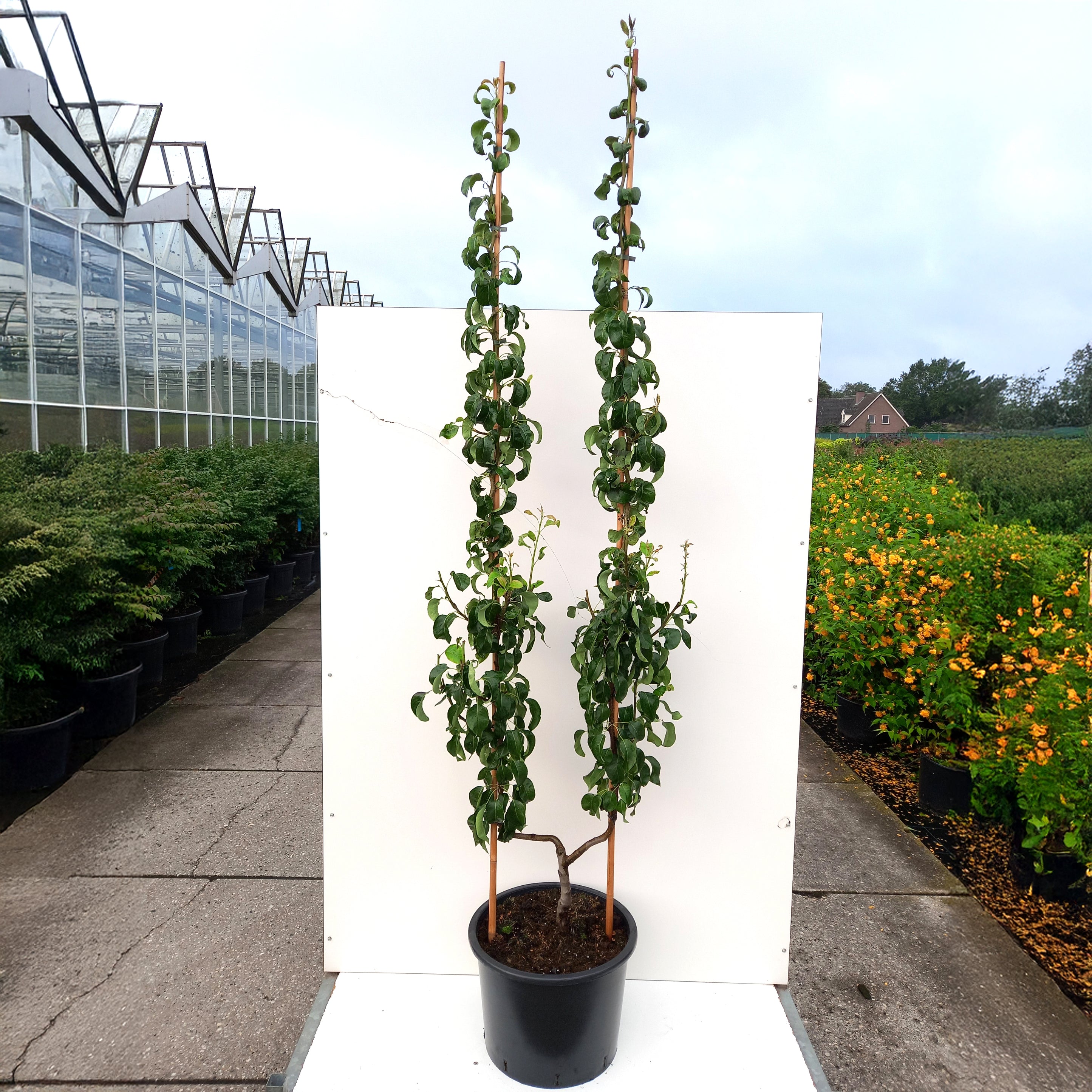 Conference Pear Tree | Pyrus communis Conference | Ornamental Trees