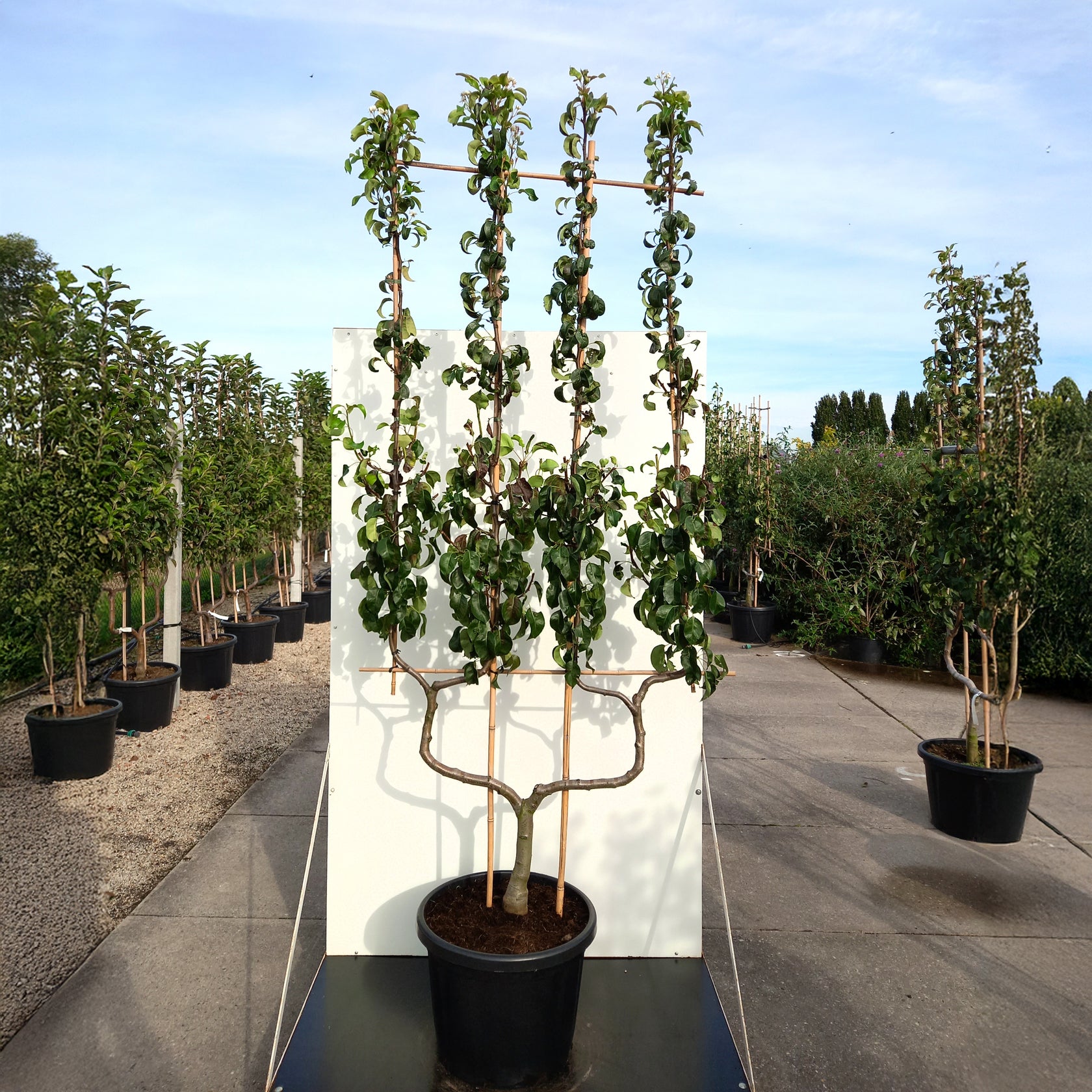 Conference Pear Tree | Pyrus communis Conference | Ornamental Trees